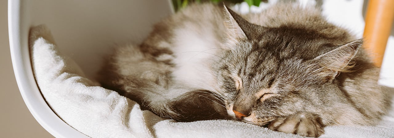 9 Cat Quotes to Celebrate International Cat Day - Printerpix Blog