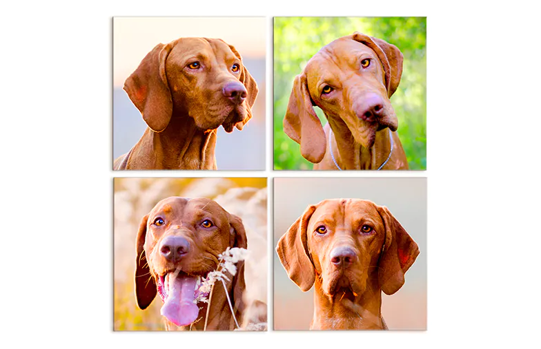 Photo Tiles For Wall